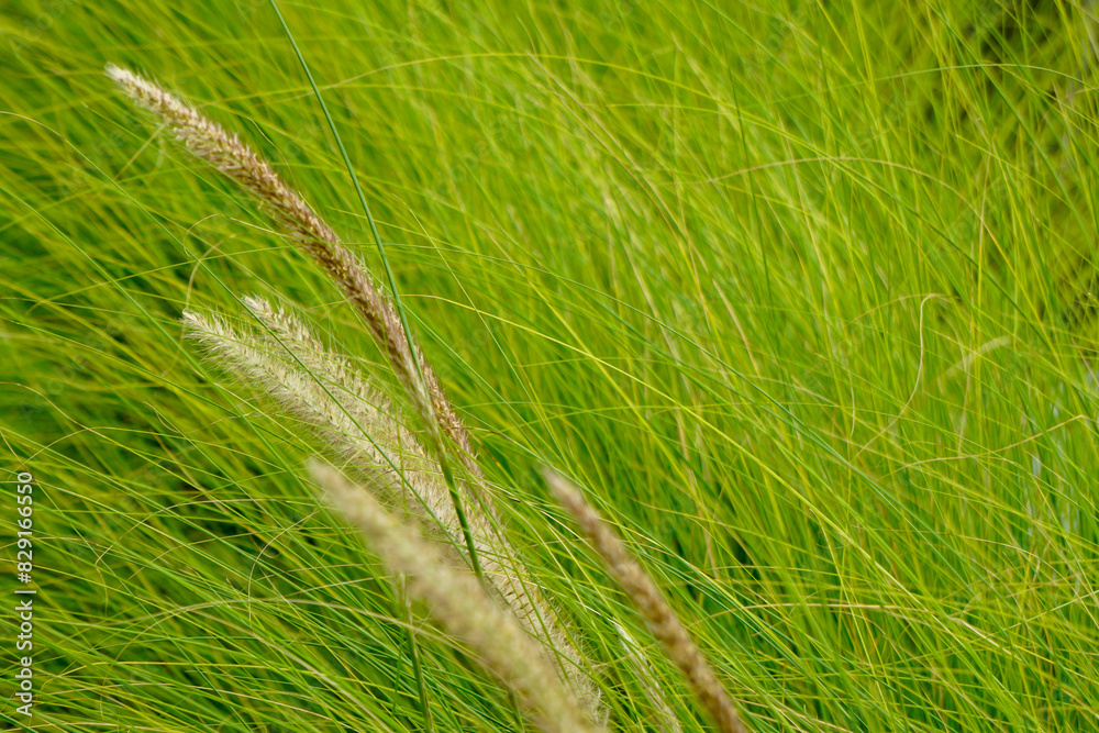 Pampass Grass (Also called Alang-alang, bunga kemoceng) in the garden ...