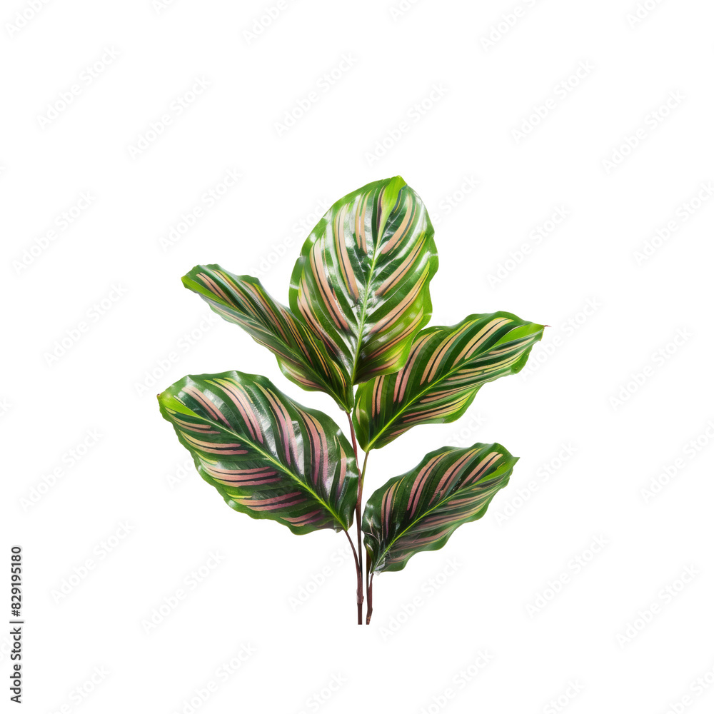 Calathea Foliage With Its Exotic Tropical, Isolated On Transparent ...