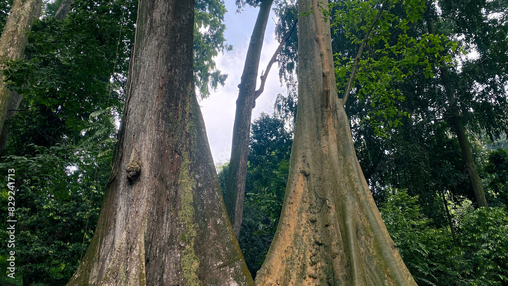 two big tree side by side. One of the trees is a species of Meranti or ...