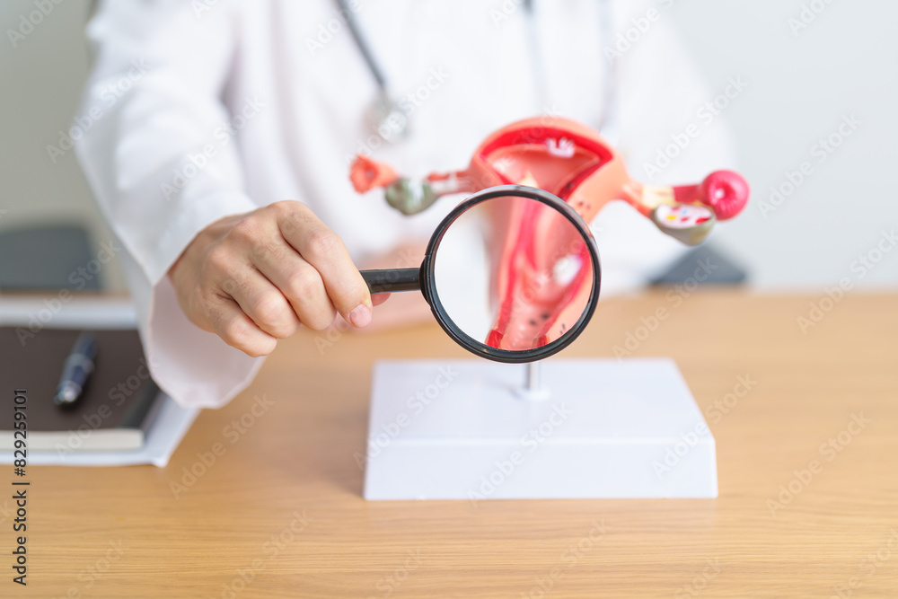 Doctor with Uterus and Ovaries anatomy model and magnifying glass ...