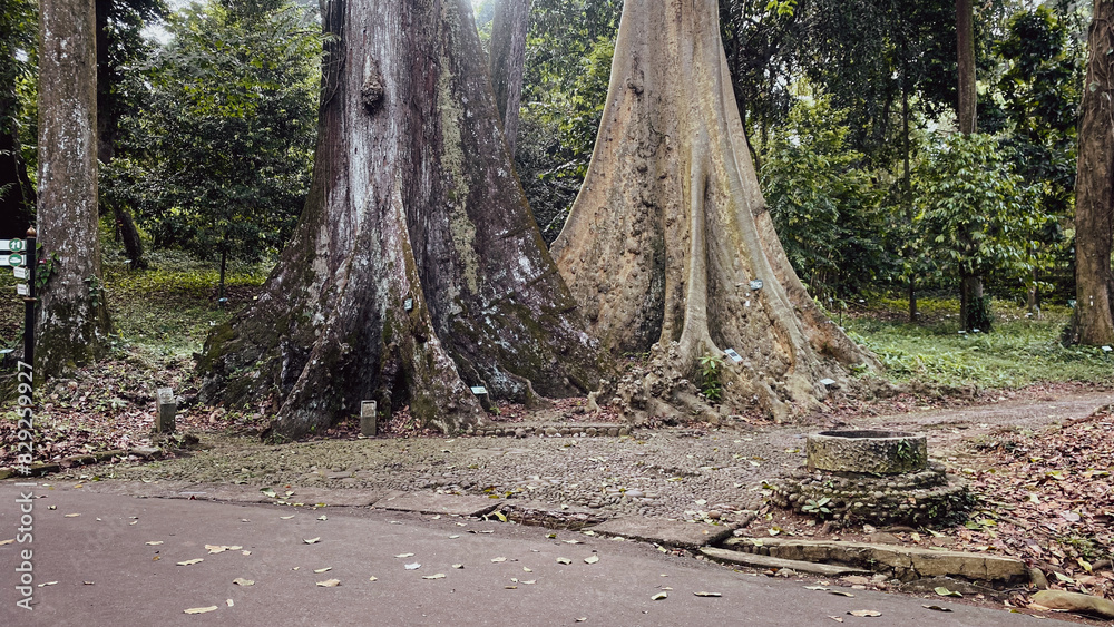 two big tree side by side. One of the trees is a species of Meranti or ...