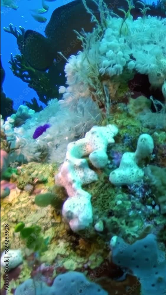 A coral reef is shown in a blue and green color scheme. The reef is ...