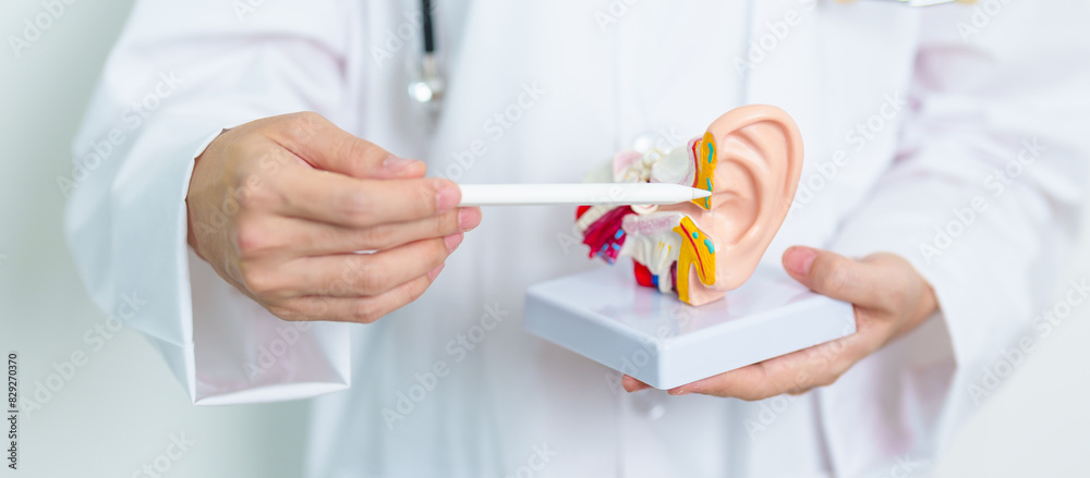 Doctor with human Ear anatomy model. Ear disease, Atresia, Otitis Media ...