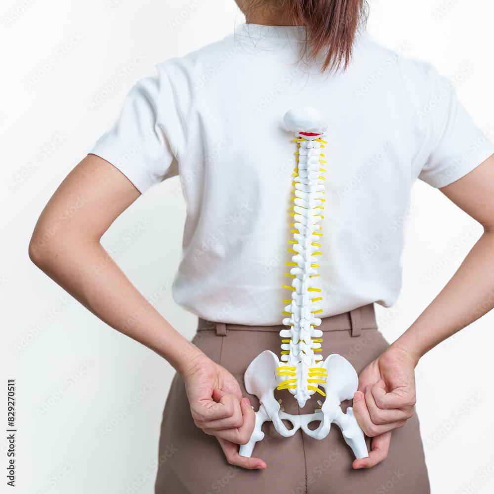 woman with human Spine anatomy model. Spinal Cord Disorder and disease ...