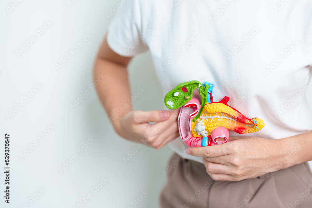 Woman holding human Pancreatitis anatomy model with Pancreas ...