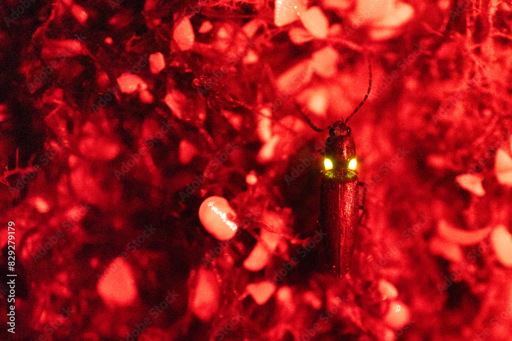 A glowing click beetle under a red light on Casey Key, Florida. Check ...
