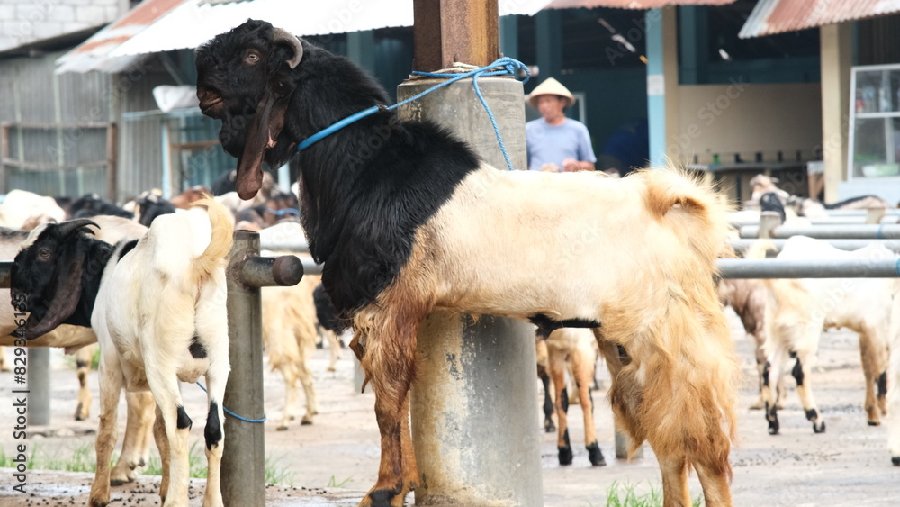Goat (kambing qurban) for the preparation of sacrifices on Eid al-Adha ...