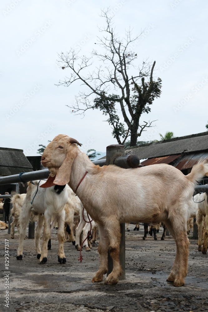 Goat (kambing qurban) for the preparation of sacrifices on Eid al-Adha ...