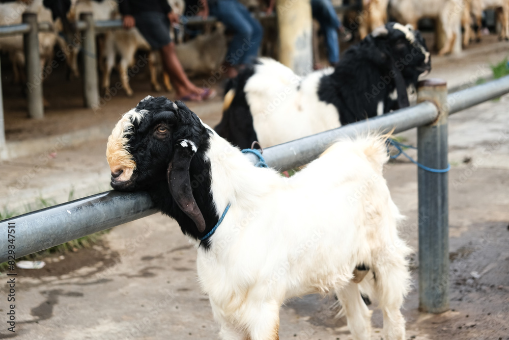 Goat (kambing qurban) for the preparation of sacrifices on Eid al-Adha ...