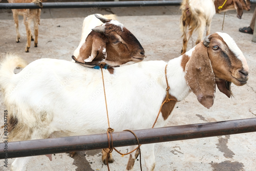 Goat (kambing qurban) for the preparation of sacrifices on Eid al-Adha ...