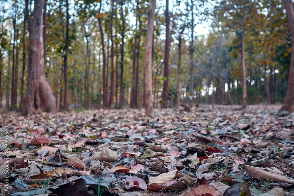 beauty of wilderness in jungle surrounding Pakhi Pahar, Purulia. tree ...
