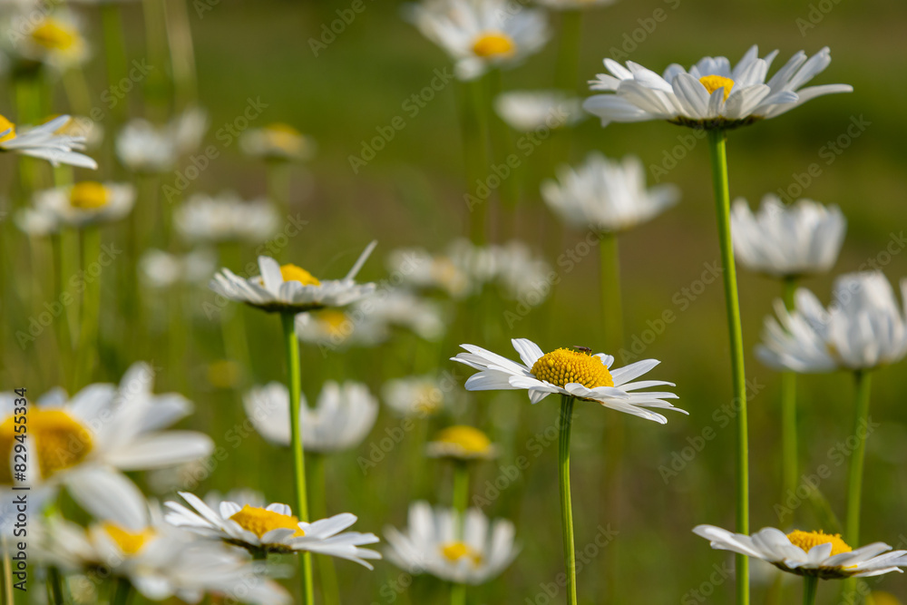 Wild daisy flowers growing on meadow, white chamomiles. Oxeye daisy ...