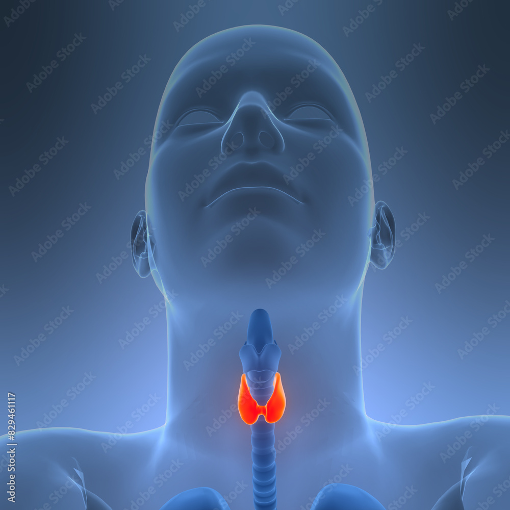 Human Body Glands Thyroid Gland Anatomy Stock Illustration | Adobe Stock