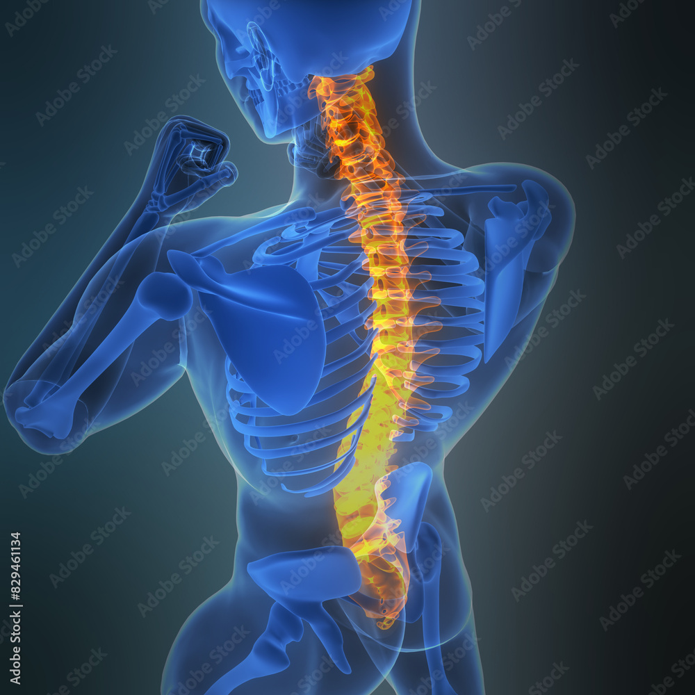 Spinal Cord Vertebral Column of Human Skeleton System Anatomy Stock ...