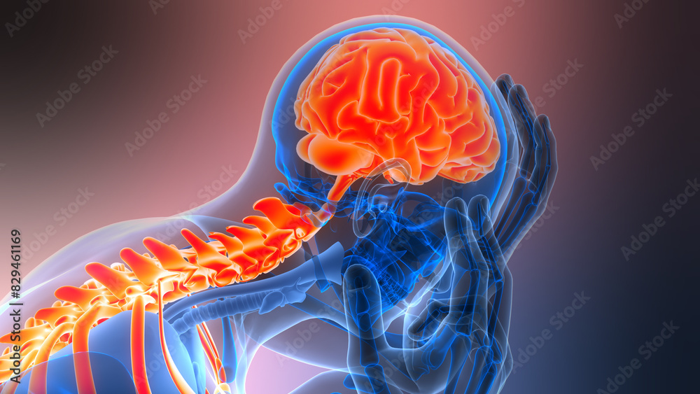 Central Organ of Human Nervous System Brain Anatomy Stock Illustration ...