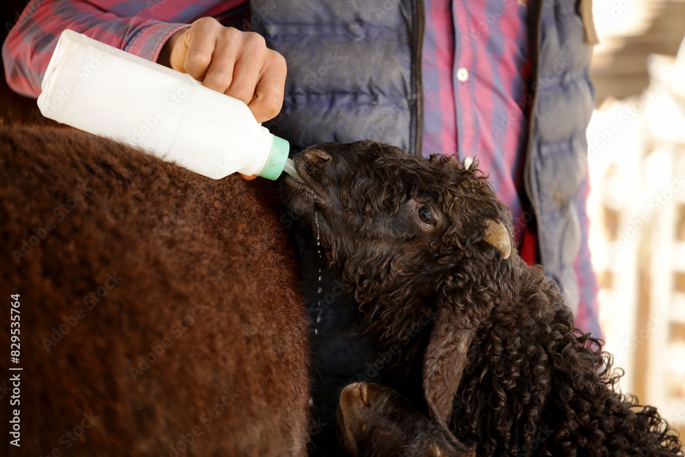An Arab farmer feeding baby goat in a sheepfold (Qurban in Eid al-Adha ...