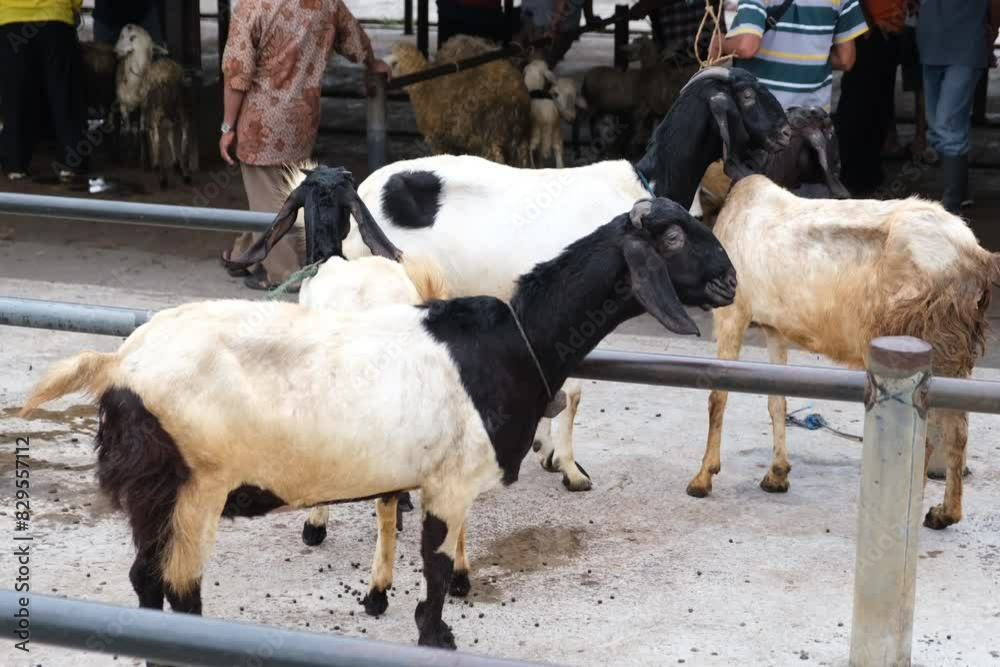 Goat (kambing qurban) for the preparation of sacrifices on Eid al-Adha ...
