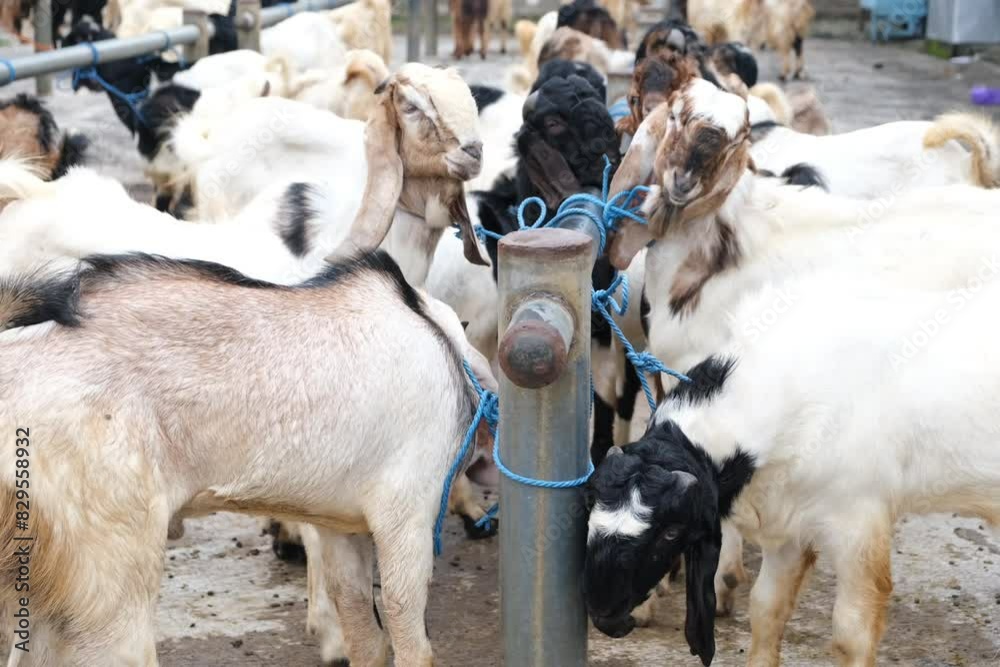 Goat (kambing qurban) for the preparation of sacrifices on Eid al-Adha ...
