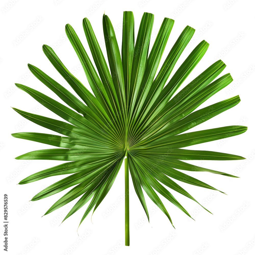 Sabal Palm Leaf, single object, Di-Cut PNG style, ISOLATED transparent ...