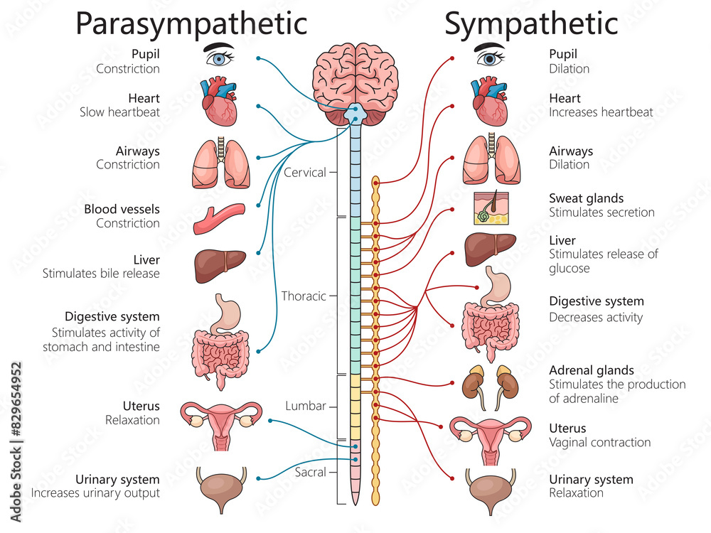 Plakát parasympathetic and sympathetic nervous systems, various organs and bodily functions ...