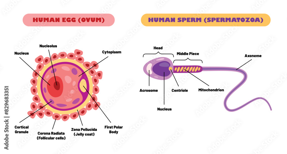 Anatomy Of Human Fertilization System Stock Vector | Adobe Stock