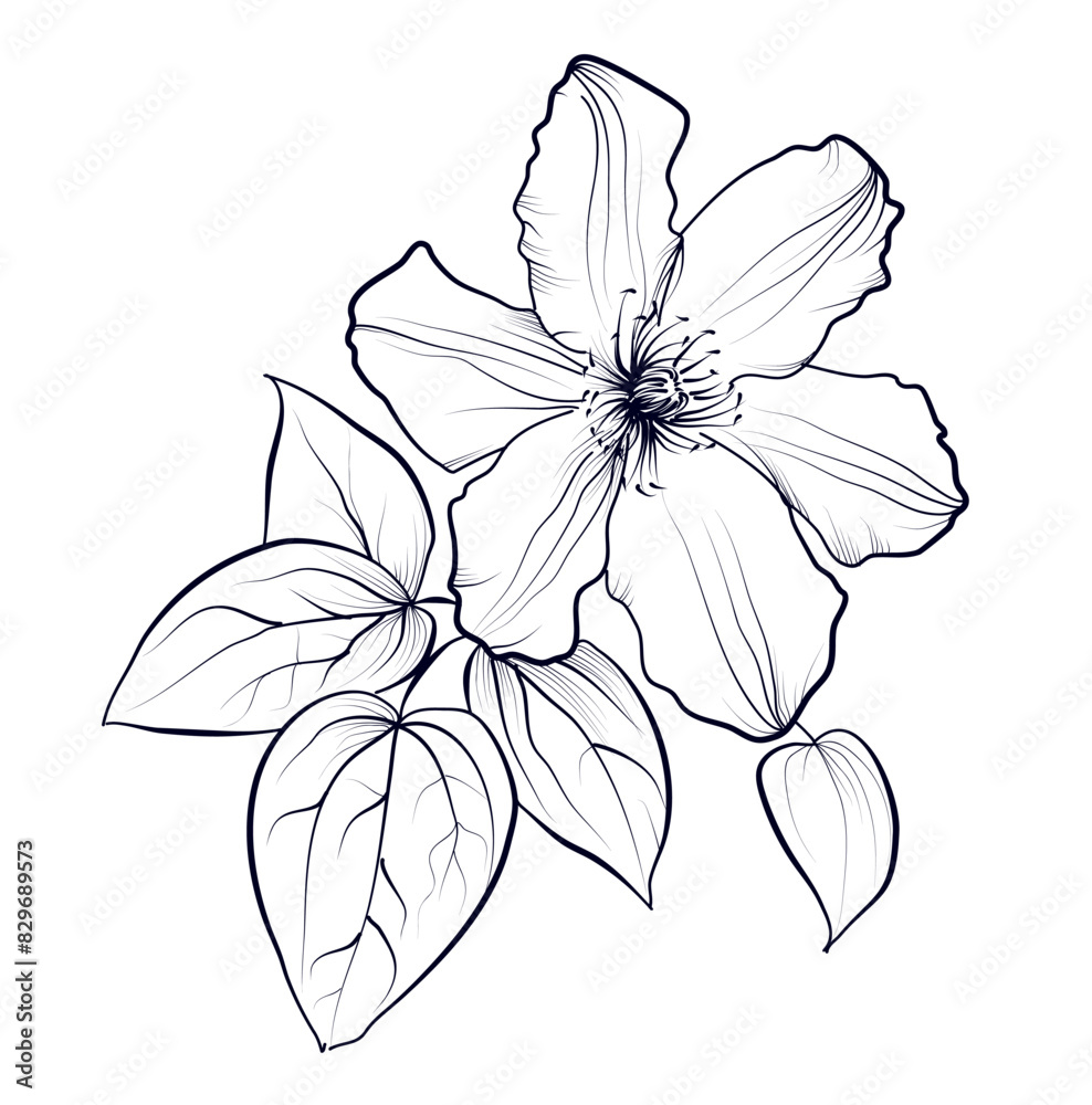 black and white hand-drawn drawing of clematis flowers vector Stock ...