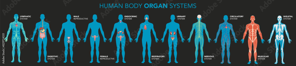 Main human body organ systems. Educative anatomy physiology Stock ...