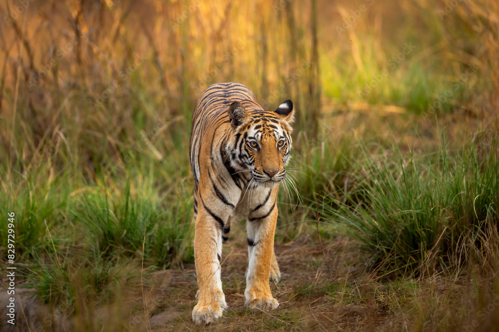 wild female bengal tiger or panthera tigris fine art portrait walking ...
