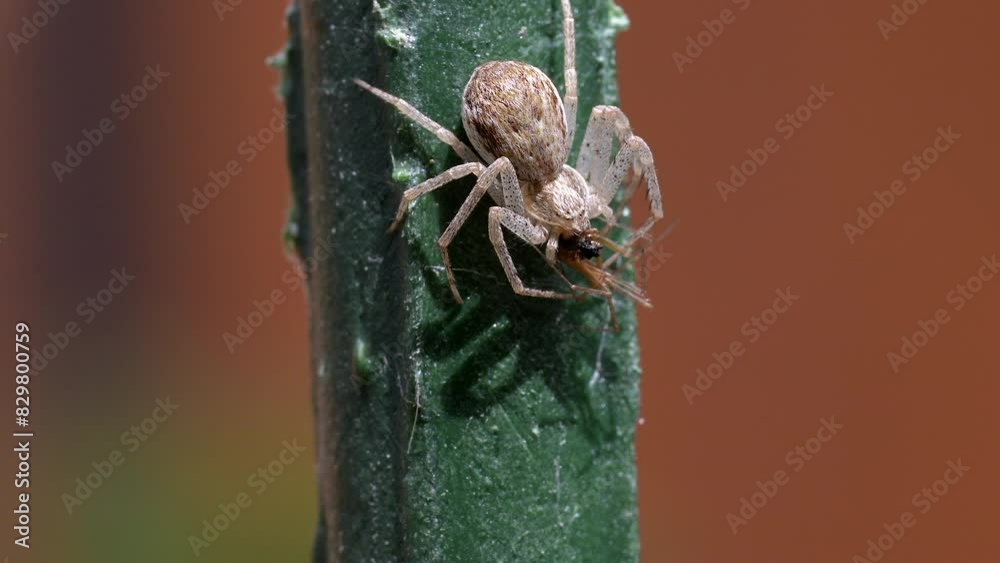 Young cross orb weaver spider fighting to inject its captured prey with ...