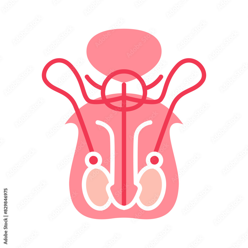 Male reproductive system set icon. Testicles, prostate gland, seminal ...