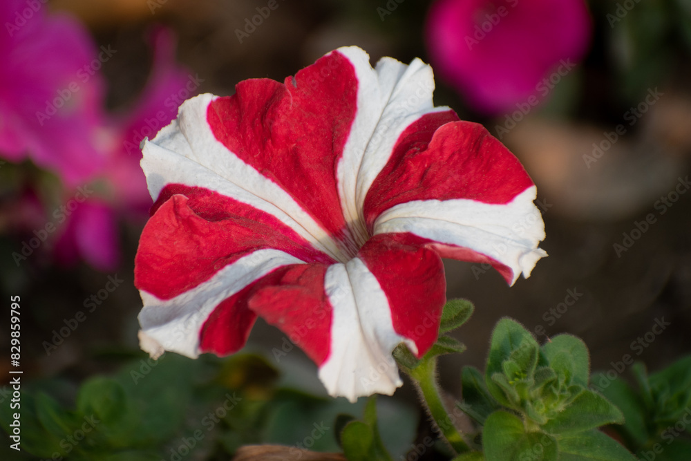 Hybrid Petunia. Petunia cross atkinsiana. It is originally produced by ...