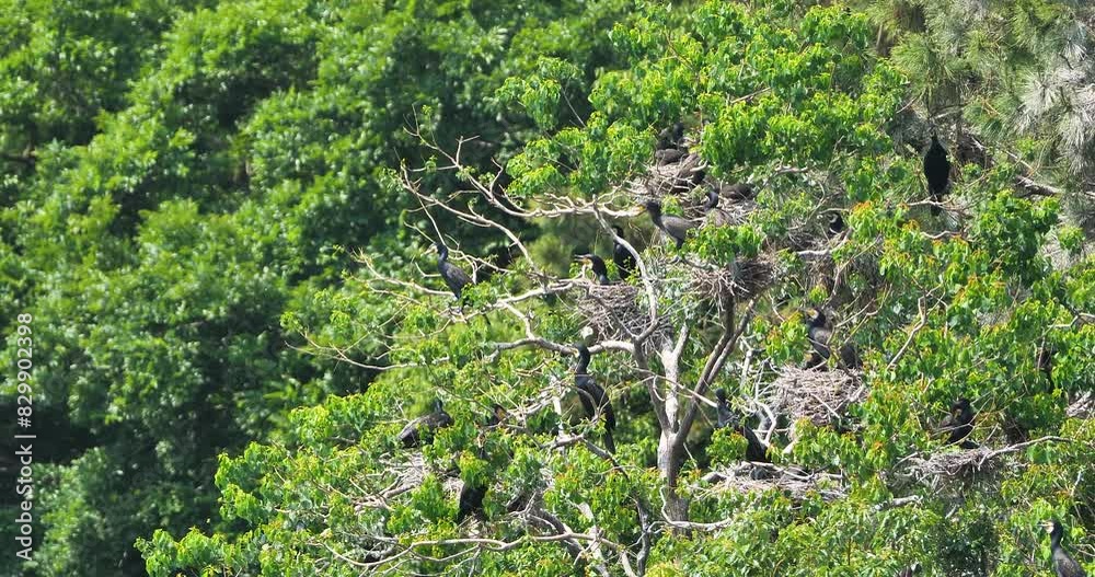 Flock of Great cormorant family on chinese tallow tree at pondside in a ...