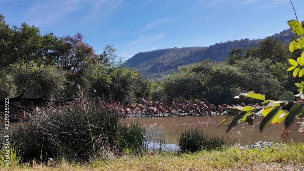 Safari Skyline At Rustenburg In North West South Africa. African ...