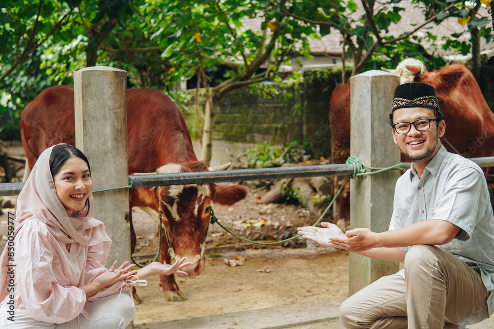 Young Asian Muslim couple presenting cows cattle for sacrifices behind them. Eid Al Adha concept ...