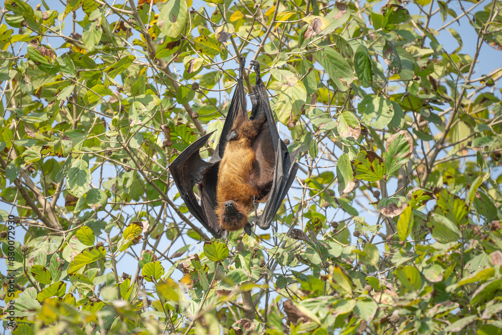 indian flying fox or greater indian fruit bat or Pteropus giganteus ...