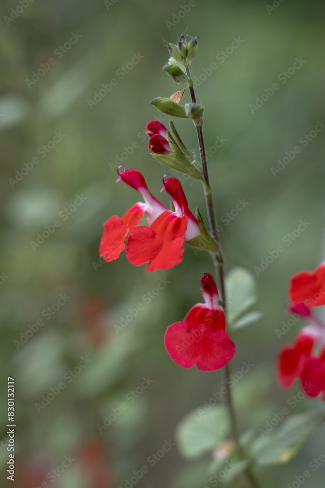 The beautiful Red and White Flowers of Salvia microphylla 'Hot Lips ...