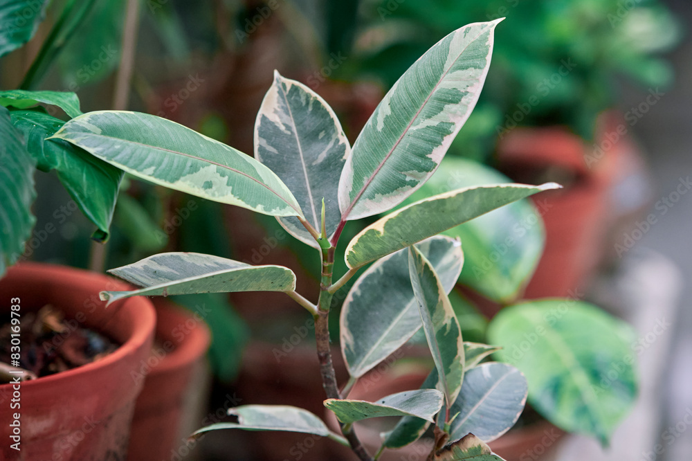 Variegated leaves of Ficus Elastica Tineke Rubber Plant. Boasting ...