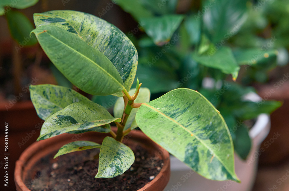 Variegated leaves of Ficus Elastica Shivereana Rubber Plant. A hybrid ...