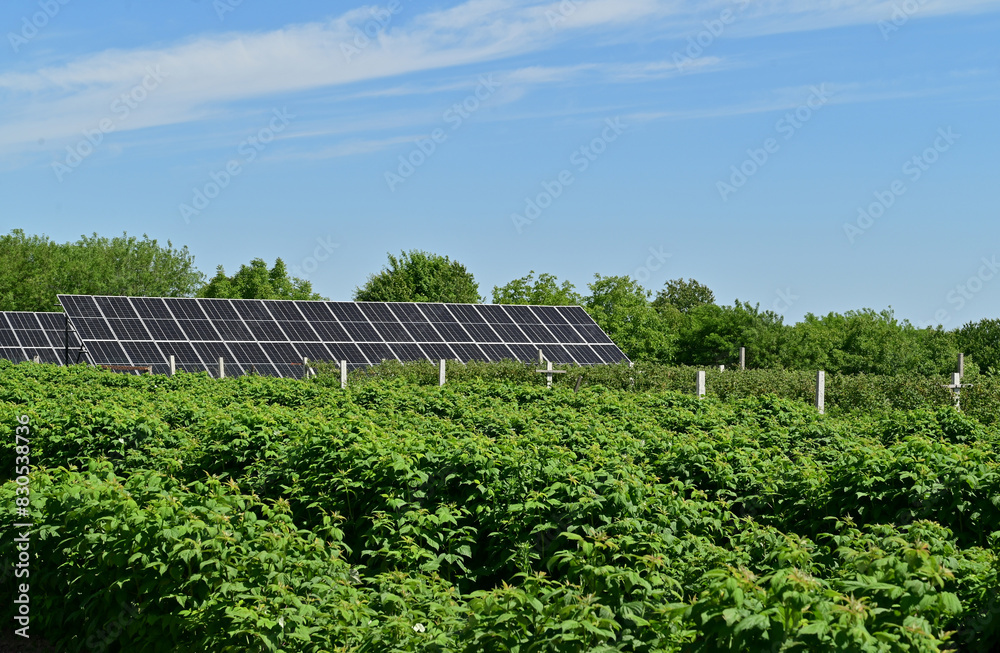 The photo depicts a raspberry plantation with bushes neatly arranged in ...