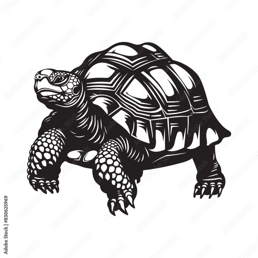 Tortoise Vector Images. Illustration of a Tortoise isolated on white ...