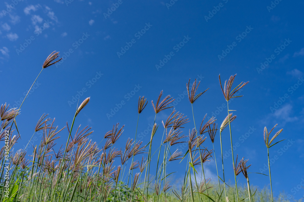 Chloris barbata (syn. Chloris inflata), the swollen fingergrass or ...