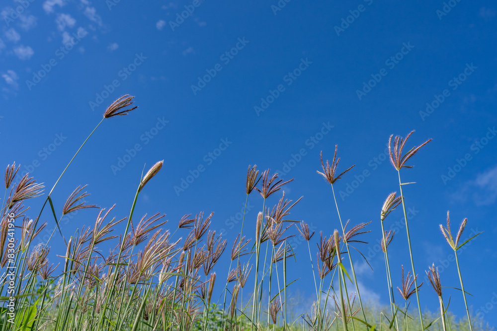 Chloris barbata (syn. Chloris inflata), the swollen fingergrass or ...