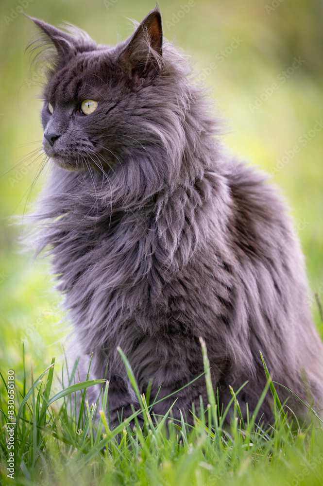 This captivating image features a majestic long-haired grey cat ...