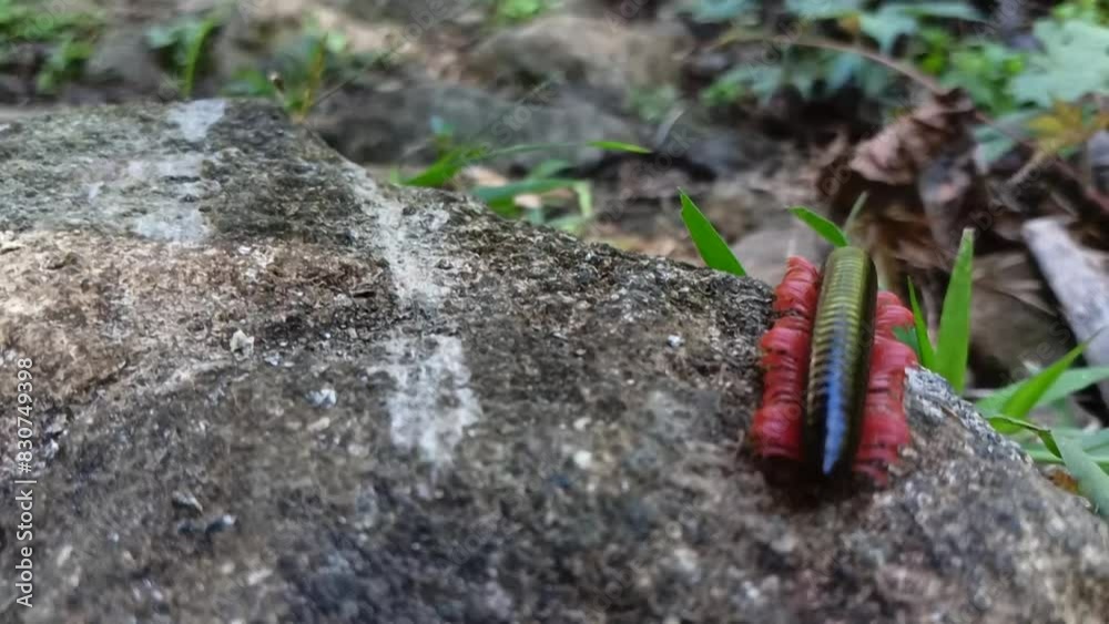 Kluwing forest creeps on the ground_ hd video. Spirostreptus leg ...