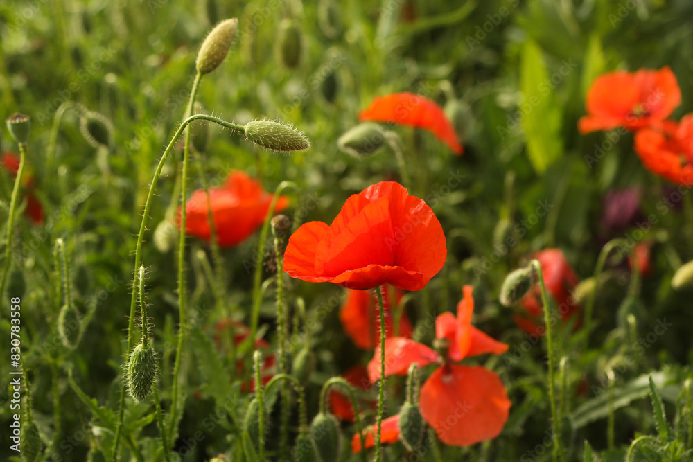 Papaver rhoeas, with common names including common poppy, corn poppy ...