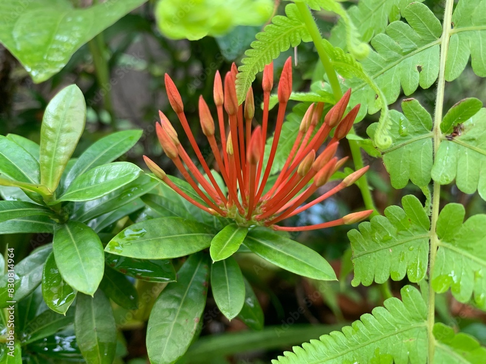 Red needle flower refreshing tropical flower, home garden flower in ...