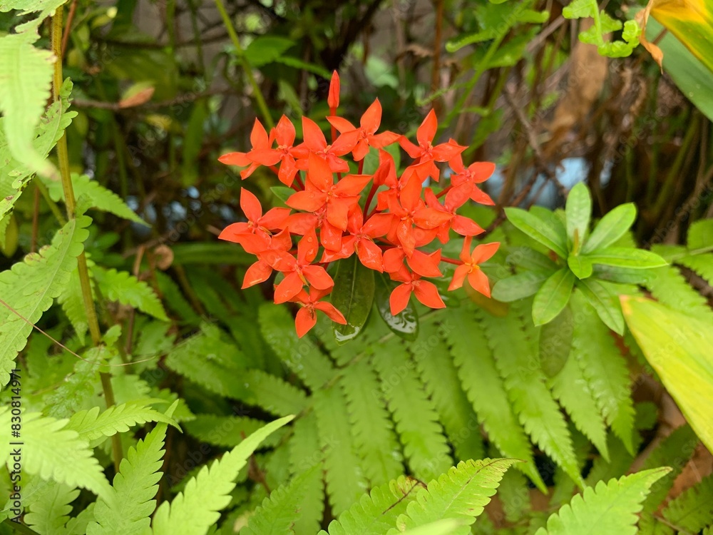 Red needle flower refreshing tropical flower, home garden flower in ...