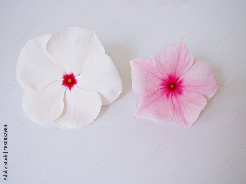 Pink flower Periwinkle Madagascar ,Catharanthus roseus ,bright eyes ...