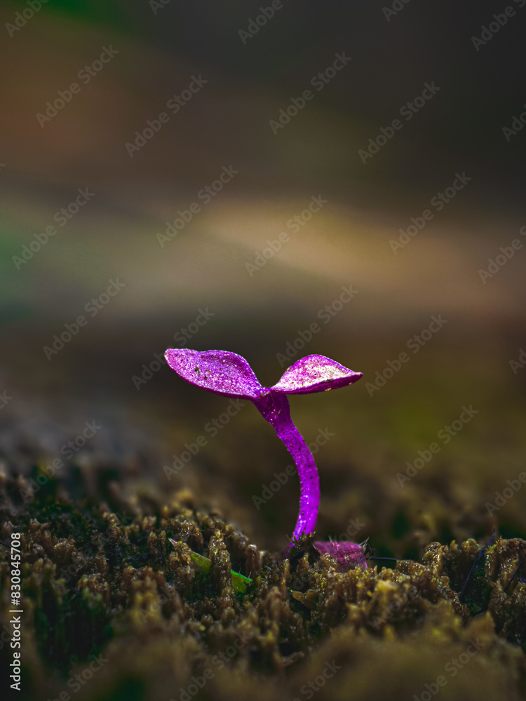 Small purple plants grow from rotting wood Stock Photo | Adobe Stock