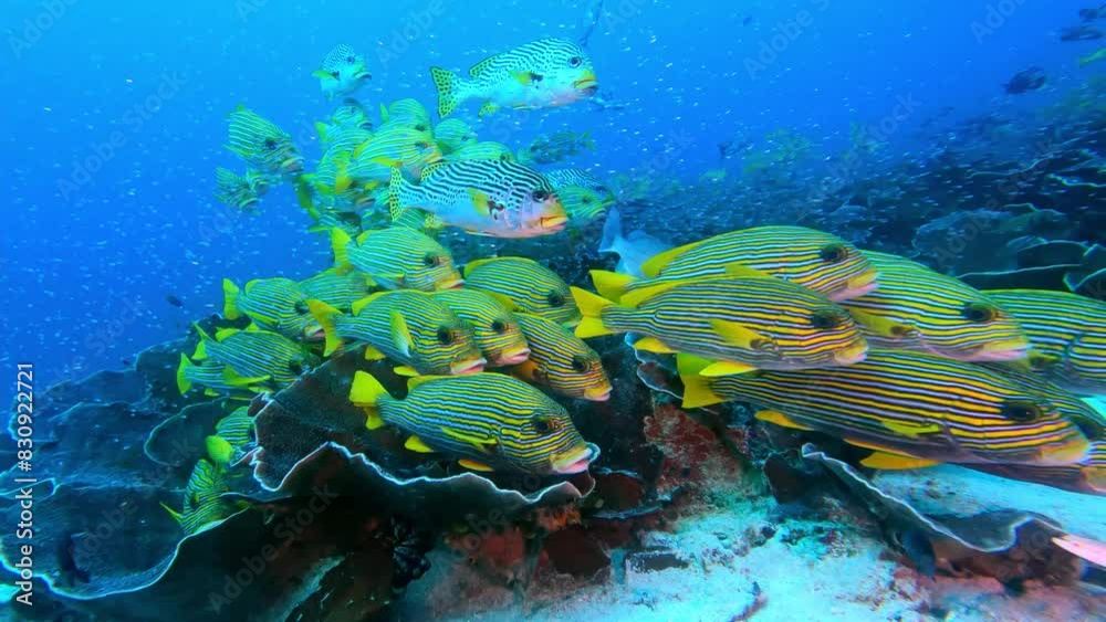 Raja Ampat, Indonesia: Underwater footage of the famous tropical reef ...